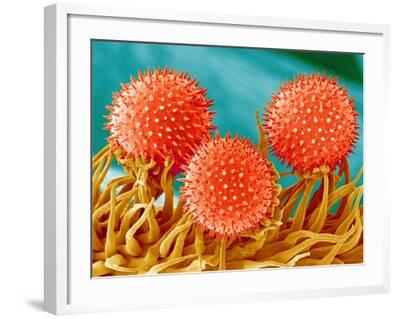 'Mallow Plant Pollen Magnified 300 Times' Photographic Print - Micro ...