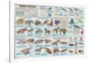 'Mammal Evolution' Posters | AllPosters.com