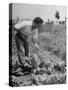 'Man Tilling Soil in His Victory Garden' Photographic Print ...