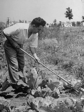 'Man Tilling Soil in His Victory Garden' Photographic Print ...