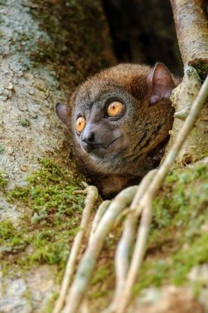 'Mananara-nord sportive lemur peering out between branches ...