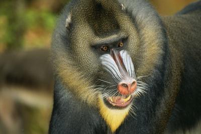 Mandrill Baboon Attack