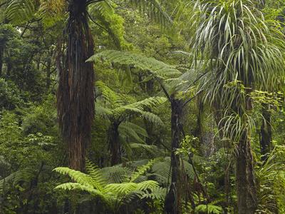'Manginangina Kauri Walk, Puketi Forest, Near Kerikeri, Northland ...