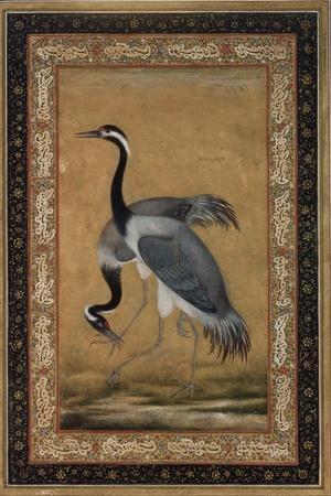 'Mansur Brush Line Drawing of a Pair of Saras, India' Giclee Print ...