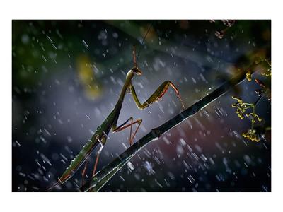 Mantis in the Rain | AllPosters.com
