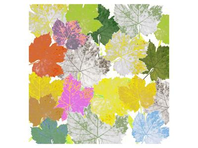 'Maple I' Premium Giclee Print | AllPosters.com