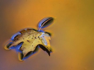 'Maple Leaf Floating on Water Surface with Autumn Reflections, Michigan ...