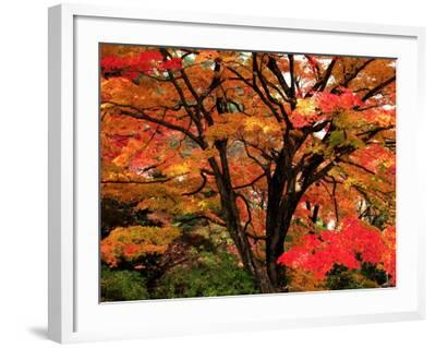 'Maple Leaves' Photographic Print | AllPosters.com