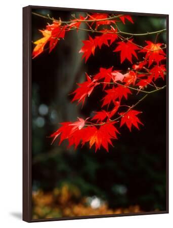 'Maple Leaves' Photographic Print | AllPosters.com