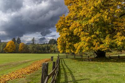 'Maple tree and fence at Jewell Meadows Wildlife Area near Jewell ...