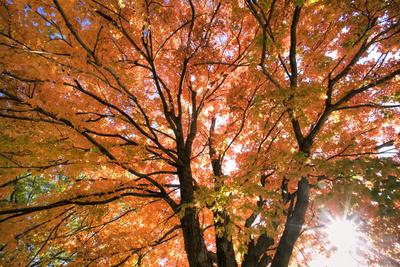 'Maple Tree, Shawnee Mission Park, Johnson County, Kansas, USA ...