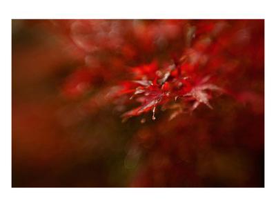 Maple Prints | AllPosters.com