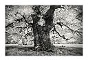 'Portrait of a Tree, Study 3' Giclee Print - Marcin Stawiarz | AllPosters.com