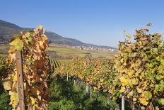 'Vineyards in Autumn, German Wine Route, Pfalz, Rhineland-Palatinate ...