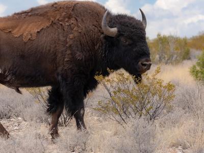 'Buffalo bull on Ladder Ranch raised for beef, Ted Turner properties in ...