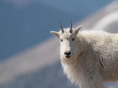 Mountain goat, Rocky Mountain goat, Mount Evans Wilderness Area ...