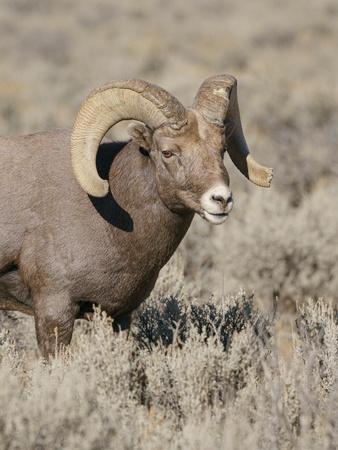 'Rocky Mountain bighorn ram in rut. Rio Grande Gorge, New Mexico, USA ...
