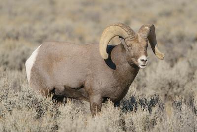 'Rocky Mountain bighorn ram in rut. Rio Grande Gorge, New Mexico, USA ...