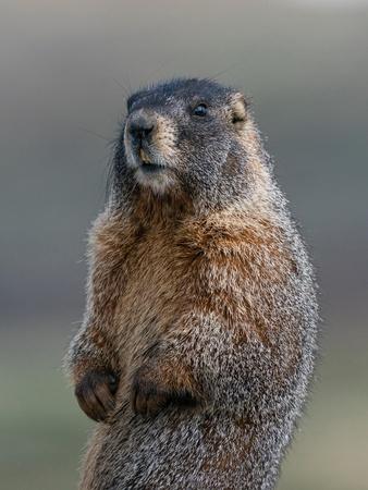 'Yellow-bellied marmot at attention, Mount Evans Wilderness, Colorado ...