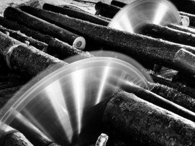 'Sixteen-Foot Logs Being Cut in Slasher Mill in Preparation for Next ...