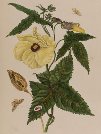 'Illustration from 'Metamorphosis Insectorum Surinamensium. Ofte ...