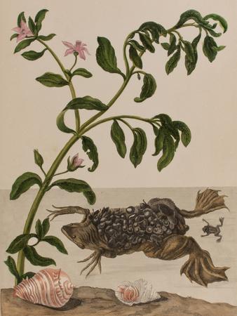 Illustration from 'Metamorphosis Insectorum Surinamensium. Ofte ...