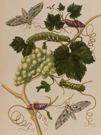 Illustration from 'Metamorphosis Insectorum Surinamensium. Ofte ...