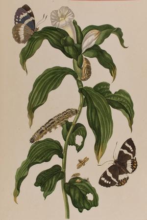 Illustration from 'Metamorphosis Insectorum Surinamensium. Ofte ...