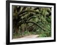 Oak Trees and Spanish Moss, Cumberland, Georgia, USA Photographic Print ...
