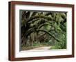Oak Trees and Spanish Moss, Cumberland, Georgia, USA Photographic Print ...