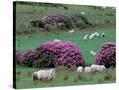 'Spring Countryside with Sheep, County Cork, Ireland' Photographic ...