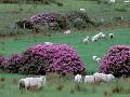 'Spring Countryside with Sheep, County Cork, Ireland' Photographic ...