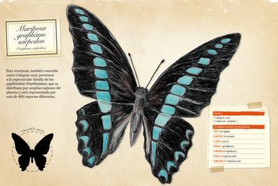 'Mariposa graphium sarpedon.' Photographic Print | AllPosters.com
