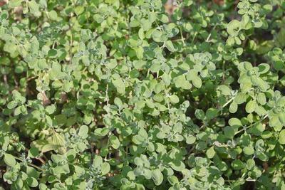 Marjoram (Origanum Majorana). Plant Cultivated for its Aromatic Leaves ...