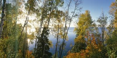 Trees, Minnesota, USA Photographic Print - Mark Segal | AllPosters.com