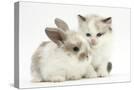 'Colourpoint Kitten with Baby Rabbit' Photographic Print - Mark Taylor ...