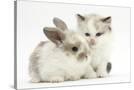 'Colourpoint Kitten with Baby Rabbit' Photographic Print - Mark Taylor ...