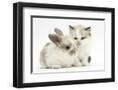 'Colourpoint Kitten with Baby Rabbit' Photographic Print - Mark Taylor ...