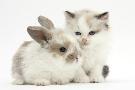 'Colourpoint Kitten with Baby Rabbit' Photographic Print - Mark Taylor ...