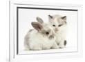 'Colourpoint Kitten with Baby Rabbit' Photographic Print - Mark Taylor ...
