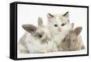 'Colourpoint Kitten with Two Baby Rabbits' Photographic Print - Mark ...