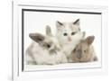 'Colourpoint Kitten with Two Baby Rabbits' Photographic Print - Mark ...