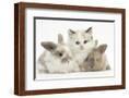 'Colourpoint Kitten with Two Baby Rabbits' Photographic Print - Mark ...