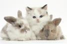 'Colourpoint Kitten with Two Baby Rabbits' Photographic Print - Mark ...