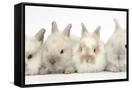 Four Baby Lionhead Cross Lop Bunnies in a Row Photographic Print - Mark ...