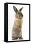 'Lionhead-Cross Rabbit Sitting Up on its Haunches' Photographic Print ...