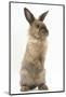 'Lionhead-Cross Rabbit Sitting Up on its Haunches' Photographic Print ...