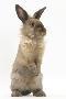 'Lionhead-Cross Rabbit Sitting Up on its Haunches' Photographic Print ...