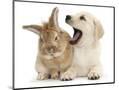 'Yellow Labrador Retriever Puppy, 8 Weeks, Yawning in Lionhead Cross ...