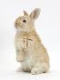 'Young Sandy Rabbit Standing Up on its Haunches' Photographic Print ...